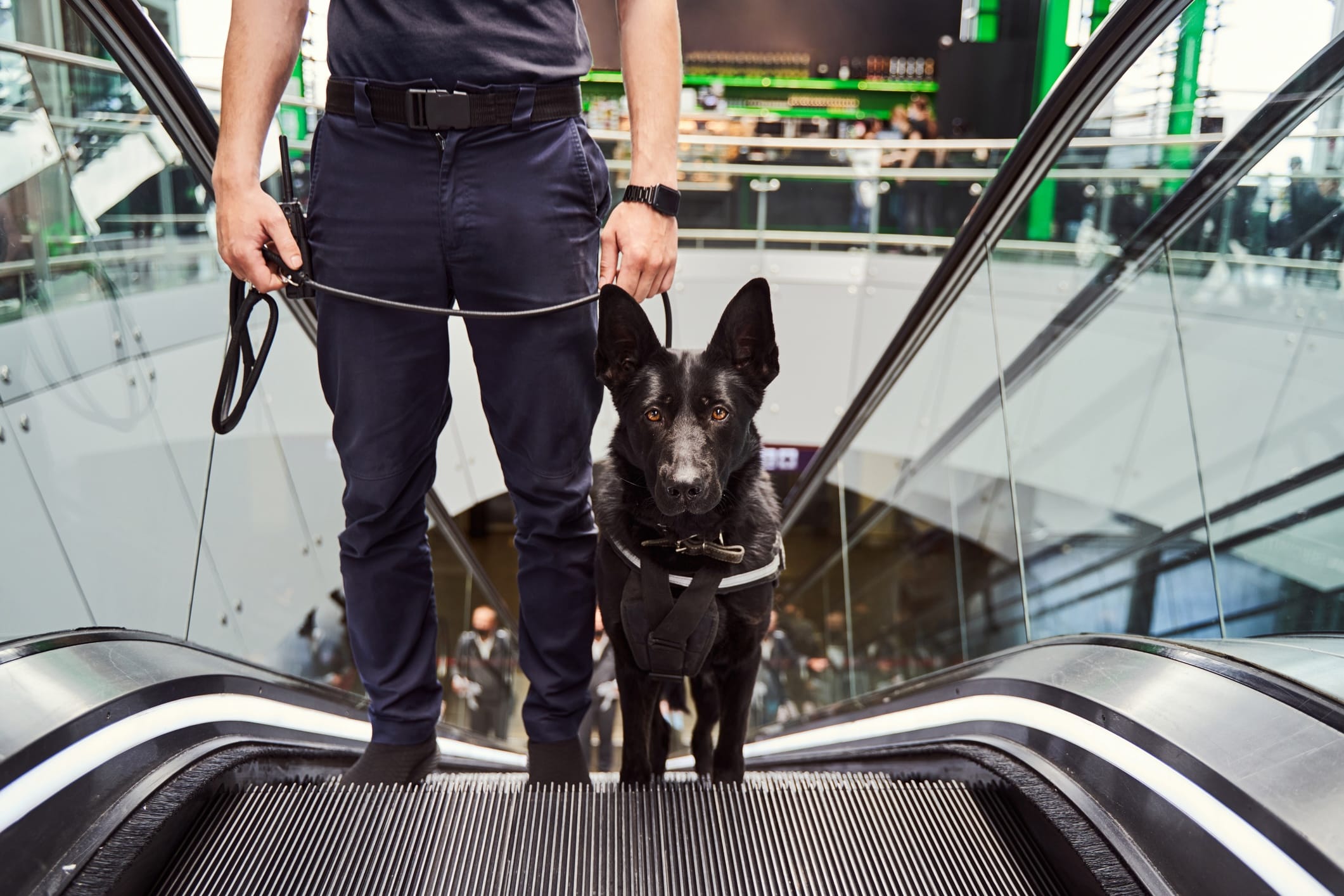 K9 Security Services UK | High-Visibility Canine Protection